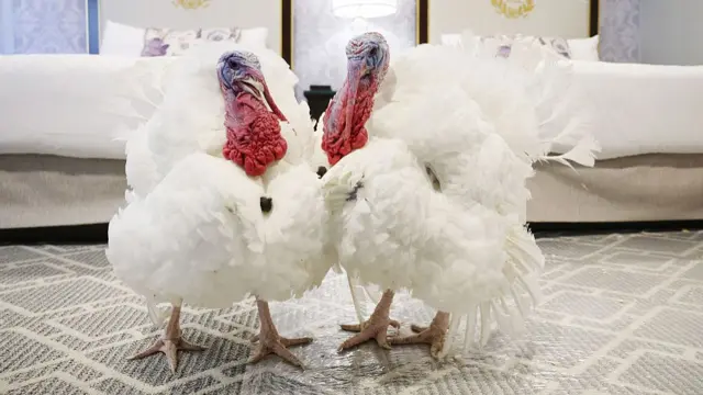 Trump pardons turkeys ahead of Thanksgiving - BBC News