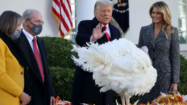 Trump pardons turkeys ahead of Thanksgiving - BBC News