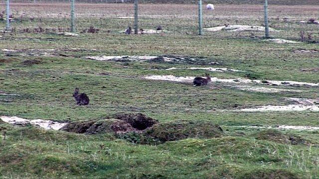 Call for cull of rabbits eating grazing land at Ness - BBC News