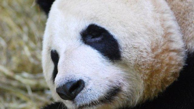 China panda diplomacy sparks Belgium row - BBC News