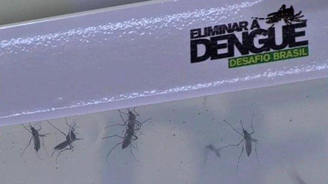 First dengue vaccine 'shows promise' - BBC News