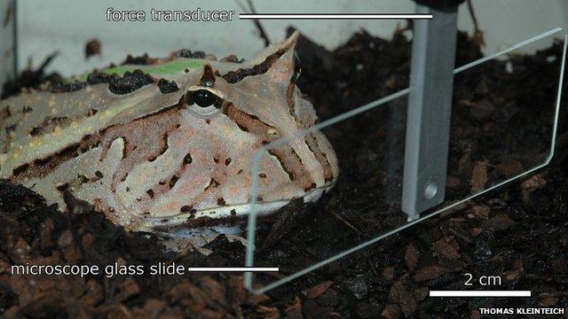 Frog's tongue 'can lift three times own body weight' - BBC News