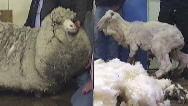 Lamb born with no wool given fluffy fleece - BBC News