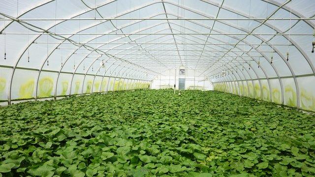 Wasabi: Why invest in 'the hardest plant to grow'? - BBC News