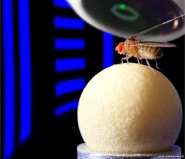 Donut-shaped 'compass' glimpsed inside fly brain - BBC News