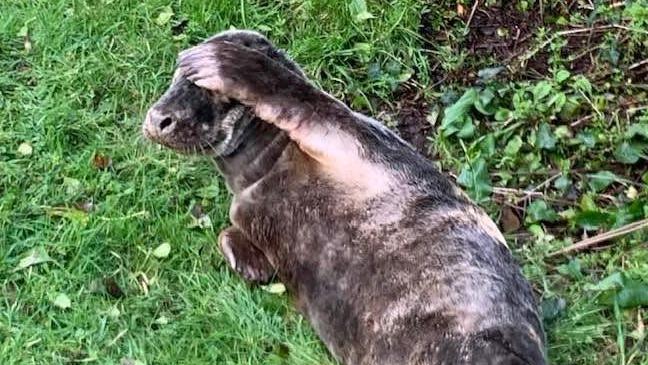 Seal pup found in Cornwall garden after Storm Chandra - BBC News