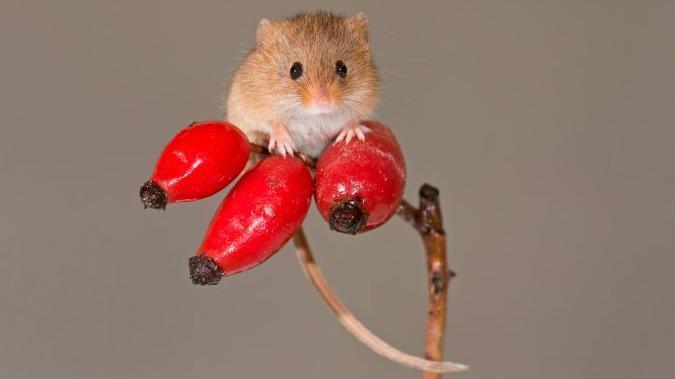 Tarras Valley Nature Reserve searched for UK's smallest mouse - BBC News