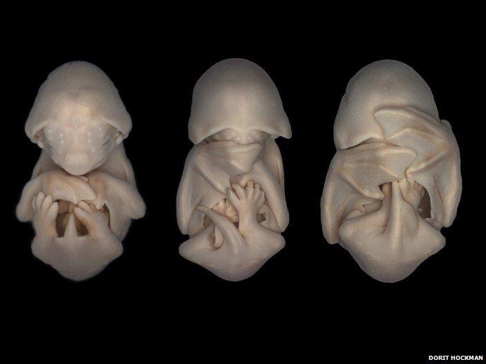 Science images from across the globe - BBC News