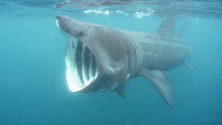 Could crime scene techniques help tackle illegal trade of sharks and ...