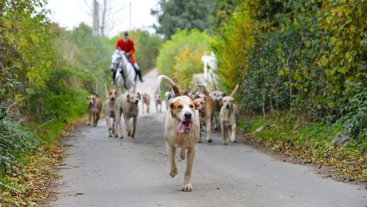 New Forest Bloodhounds relieved to escape trail hunting ban - BBC News