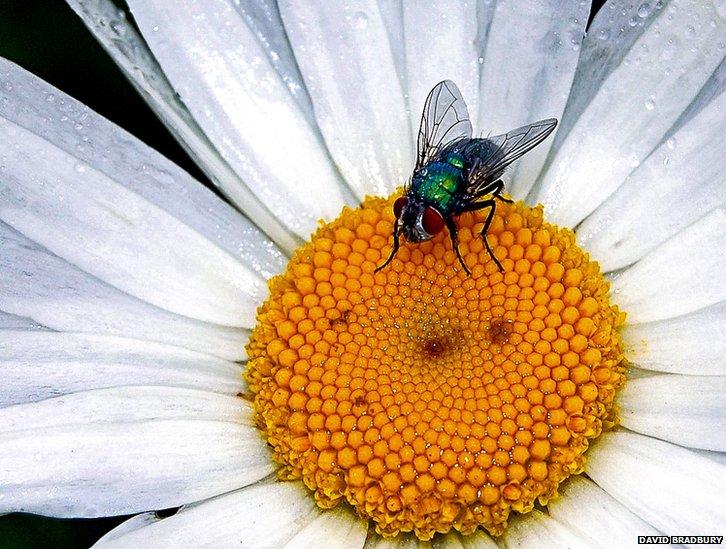 Your pictures: Nature - BBC News