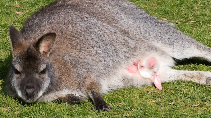Rare albino wallaby born at Wiltshire rescue centre - BBC News