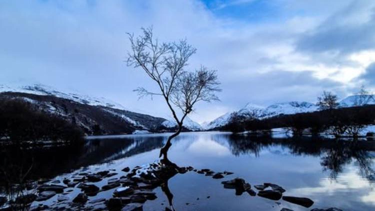 Instagram star Eryri's Lonely Tree could disappear in next decade - BBC ...