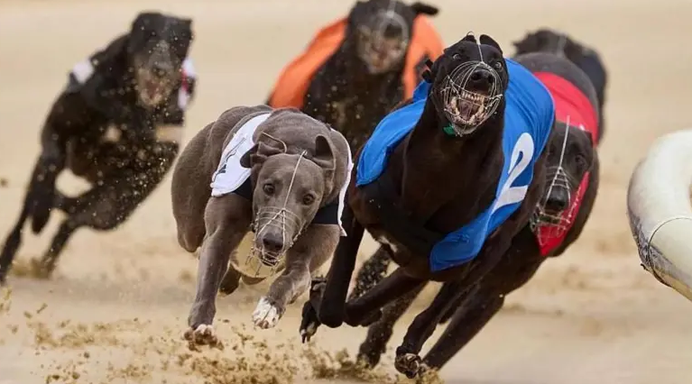 Final greyhound race to take place at Swindon's Abbey Stadium - BBC News