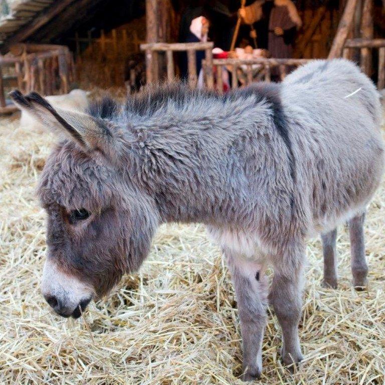School nativity plays: Dire or delightful? - BBC News