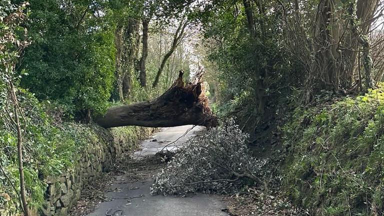Fund to replace fallen trees after Storm Ciarán in Jersey - BBC News