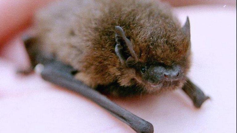 Bats 'fly by polarised light' - BBC News
