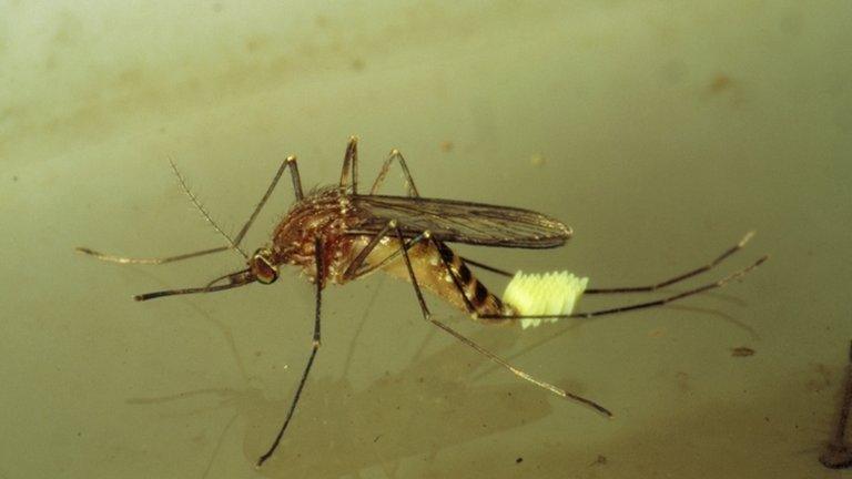Sweet-smelling secrets of mosquito-repellent grass - BBC News