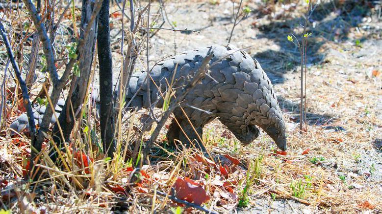 Conservation: Giant pangolin spotted in Senegal after 23 years - BBC ...