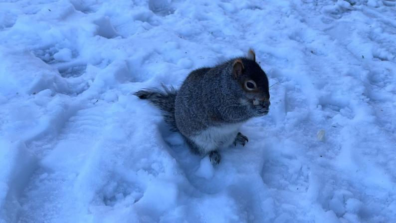 Your photos from the West Midlands: Icy squirrels and the first ...