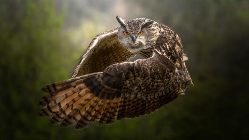 The British Bird of Prey Centre - CBBC