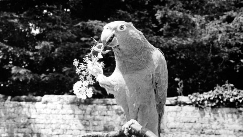 What were the Blue Peter pets? Find out more about every pet in Blue ...