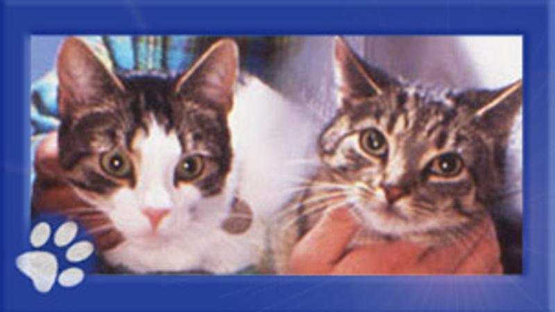 Past Blue Peter pets - CBBC