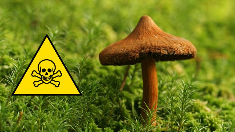 Top Five Poisonous Mushrooms in the UK - Autumnwatch - CBBC