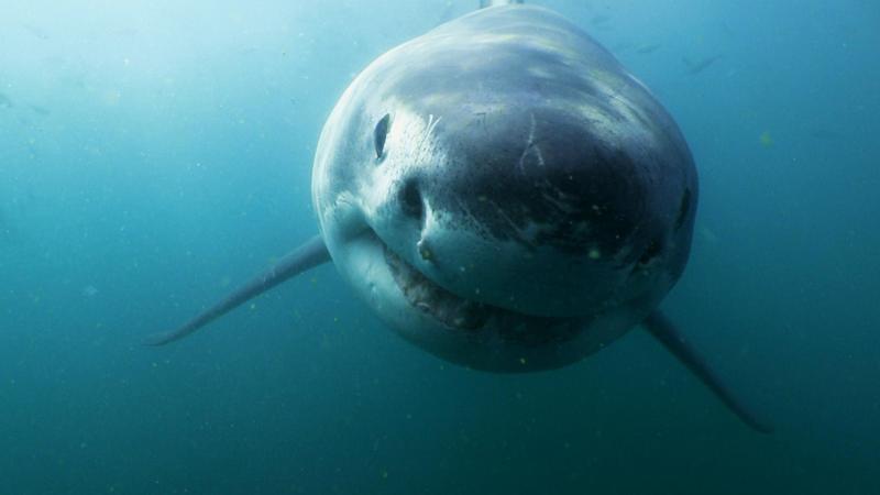Shark Bites - CBBC - BBC