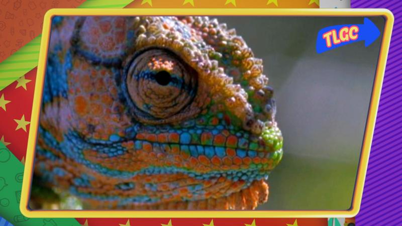 Funky animal songs - CBeebies - BBC