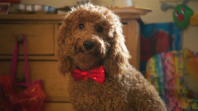 Funky animal songs - CBeebies - BBC