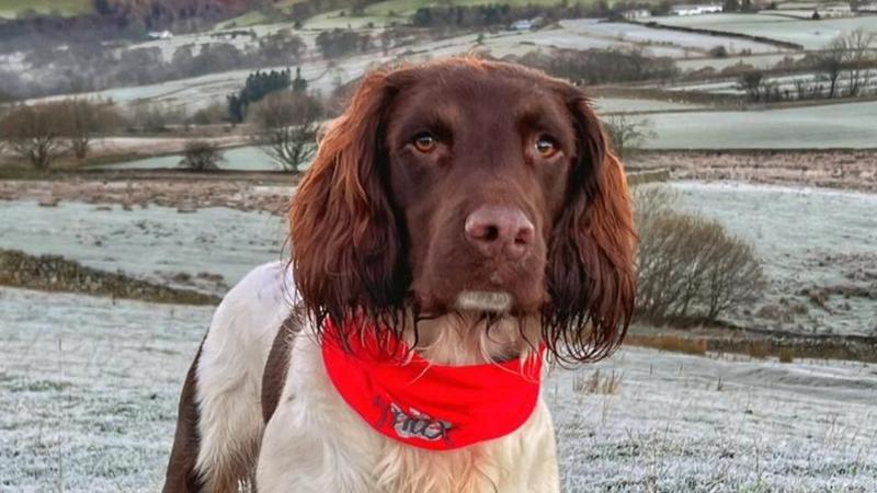 Keswick miracle dog Max the springer spaniel dies - BBC News