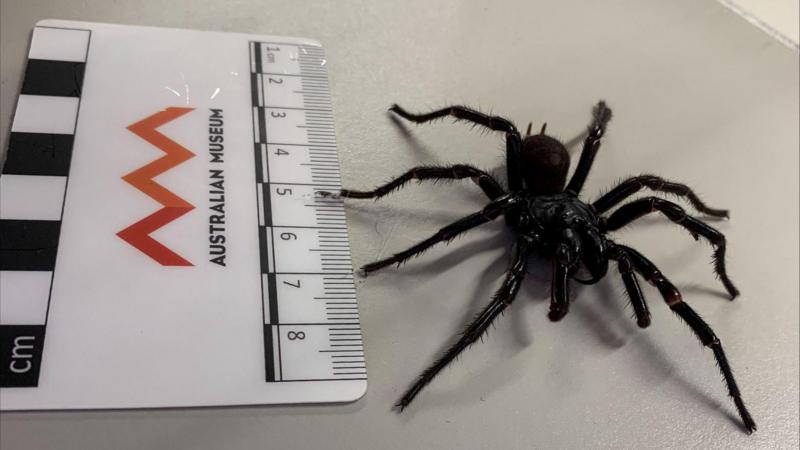 Bigger, more venomous species of deadly spider discovered - BBC Newsround