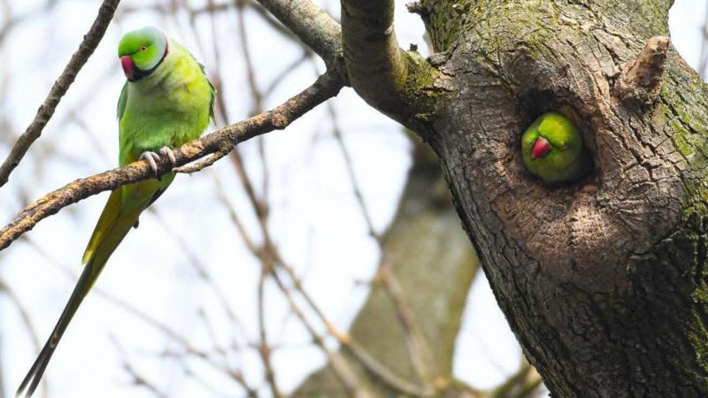 Parakeets: Why are parrots living in a park in Belfast? - BBC News