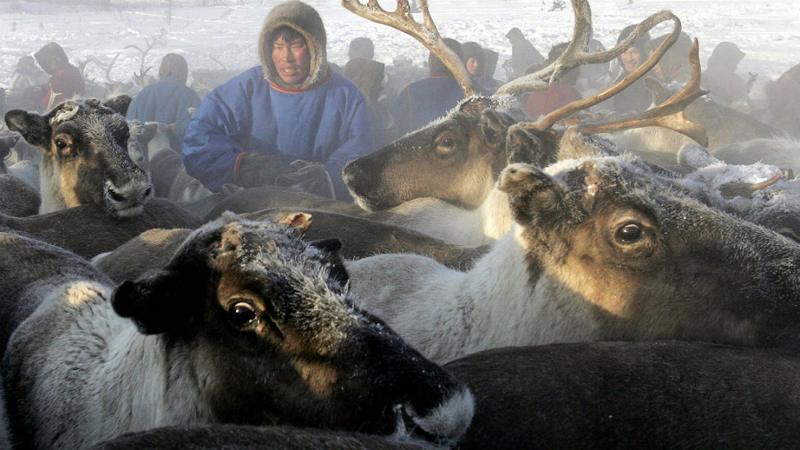 Why animals are dying in their thousands across the world - BBC News