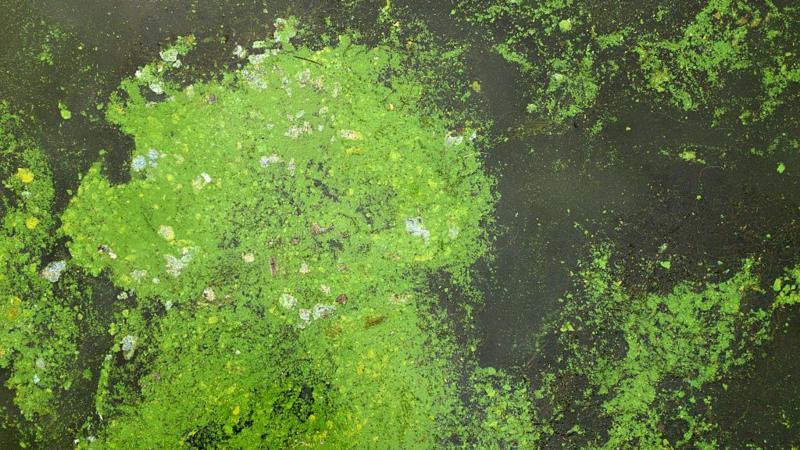 Blue-green algae: First sighting of the year in Lough Neagh - BBC News
