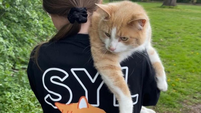 What makes ginger tom cats so adventurous? - BBC News