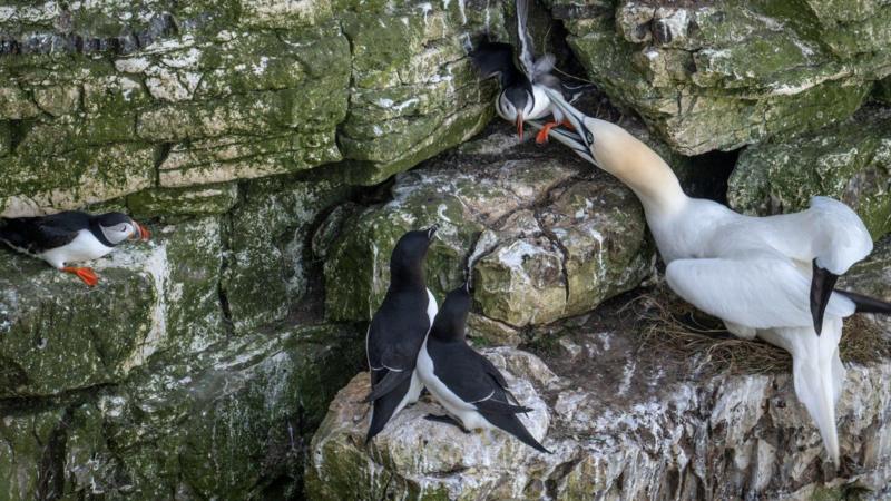 Bempton Cliffs: The Yorkshire hotspot for nature where puffins thrive ...