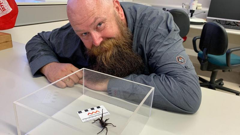 Bigger, more venomous species of deadly spider discovered - BBC Newsround