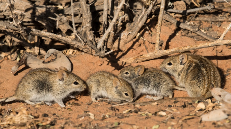 African striped mice 'sing' to tell friends from strangers - BBC Newsround
