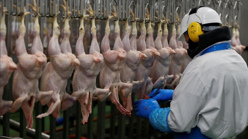 Humane League UK appealing 'Frankenchickens' ruling in High Court - BBC ...