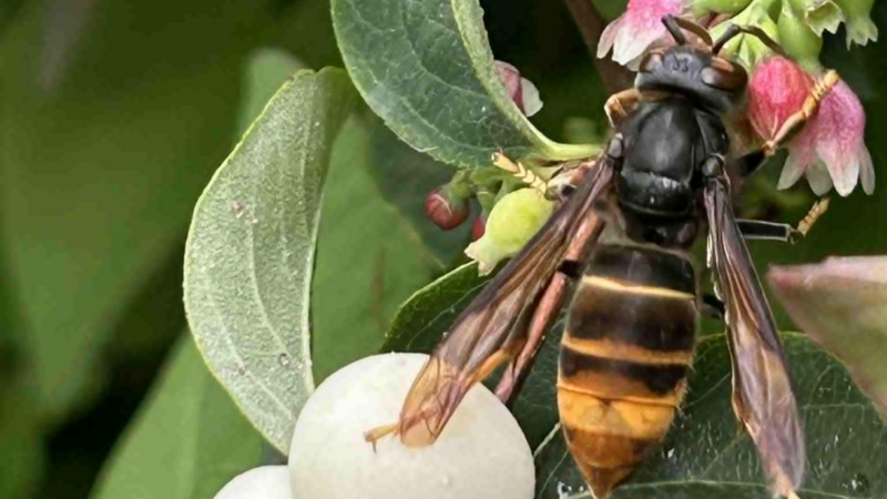 Invasive Asian hornet sighting recorded in North Yorkshire - BBC News