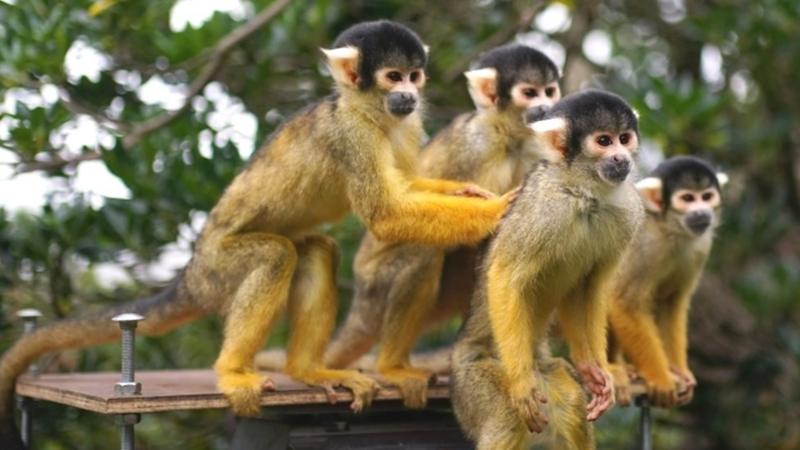 Escaped monkey found in Scotland after five day search - BBC Newsround