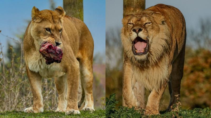 Last of rescued Romanian lions die at Yorkshire Wildlife Park - BBC News