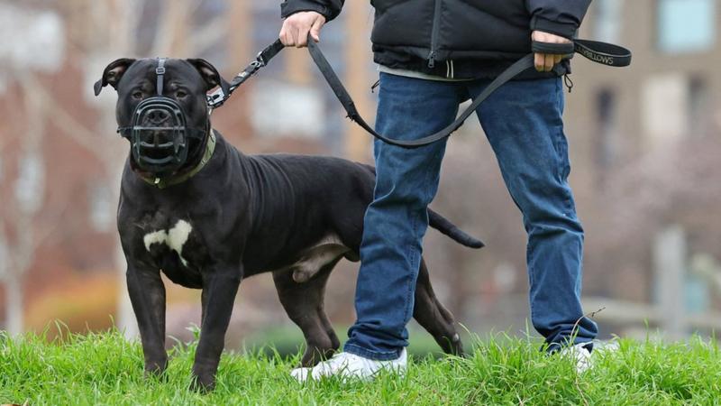 Dog attacks: What can you do to protect yourself? - BBC News