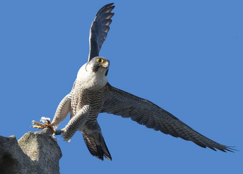 Norwich Cathedral welcomes new falcon after recent loss - BBC News