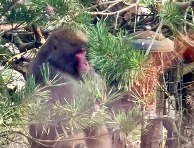 Escaped monkey on the loose in Highland village - BBC News
