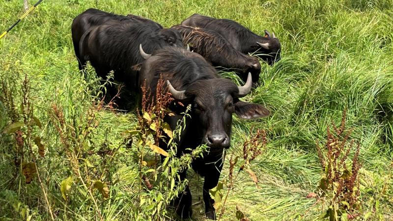 Water buffalo boost wildlife at Hertfordshire nature reserve - BBC News