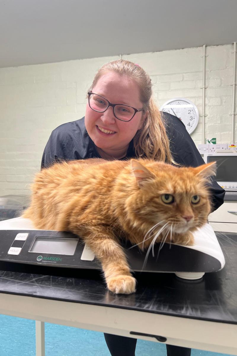 Wellesbourne fat cat Moses 'feline fine' by swimming to lose weight ...