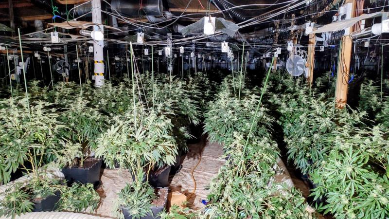 Gardening equipment donated after Crewe cannabis raid - BBC News